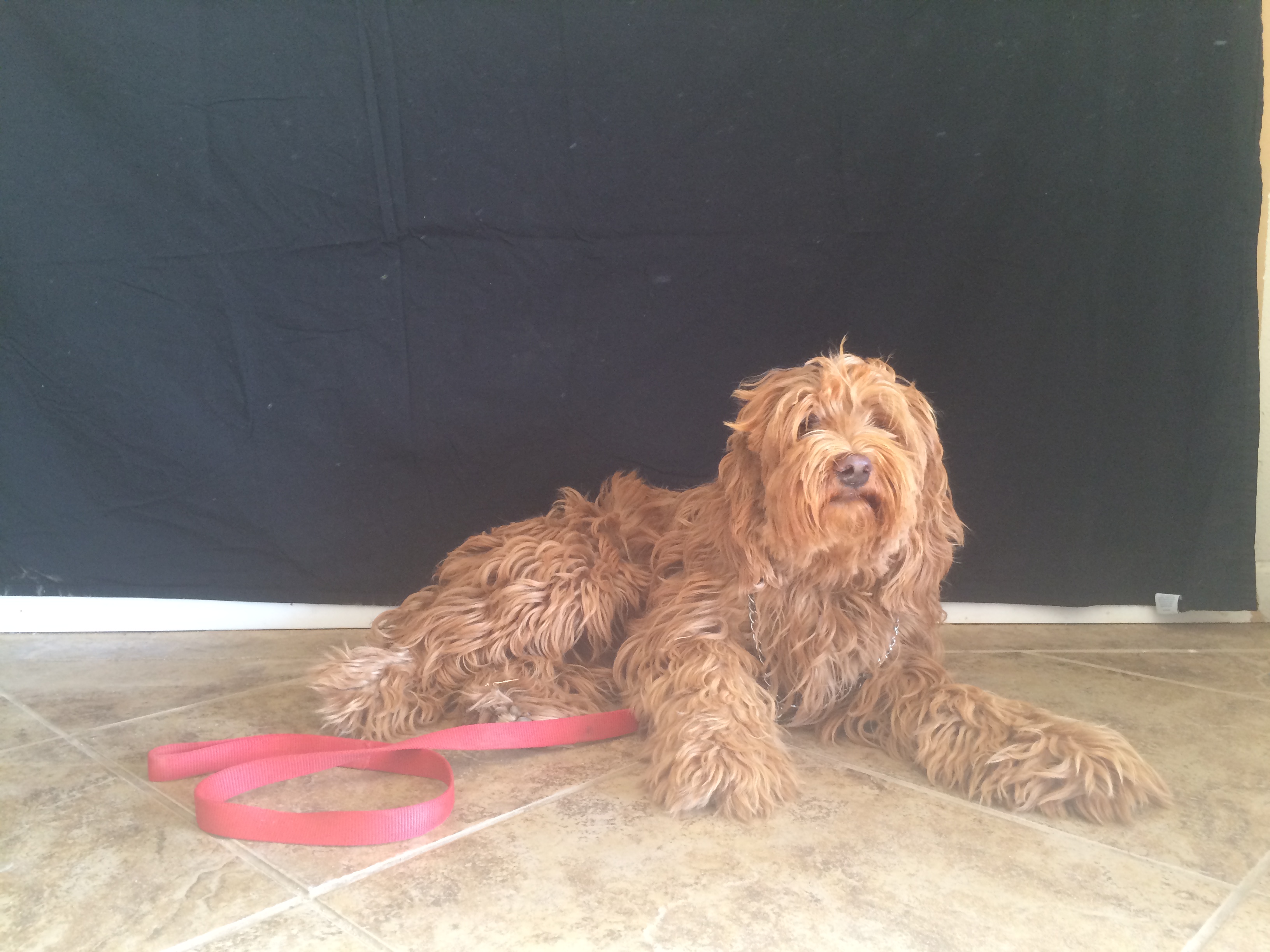 Cherry Valley Australian Labradoodles Cherry Valley Australian ...
