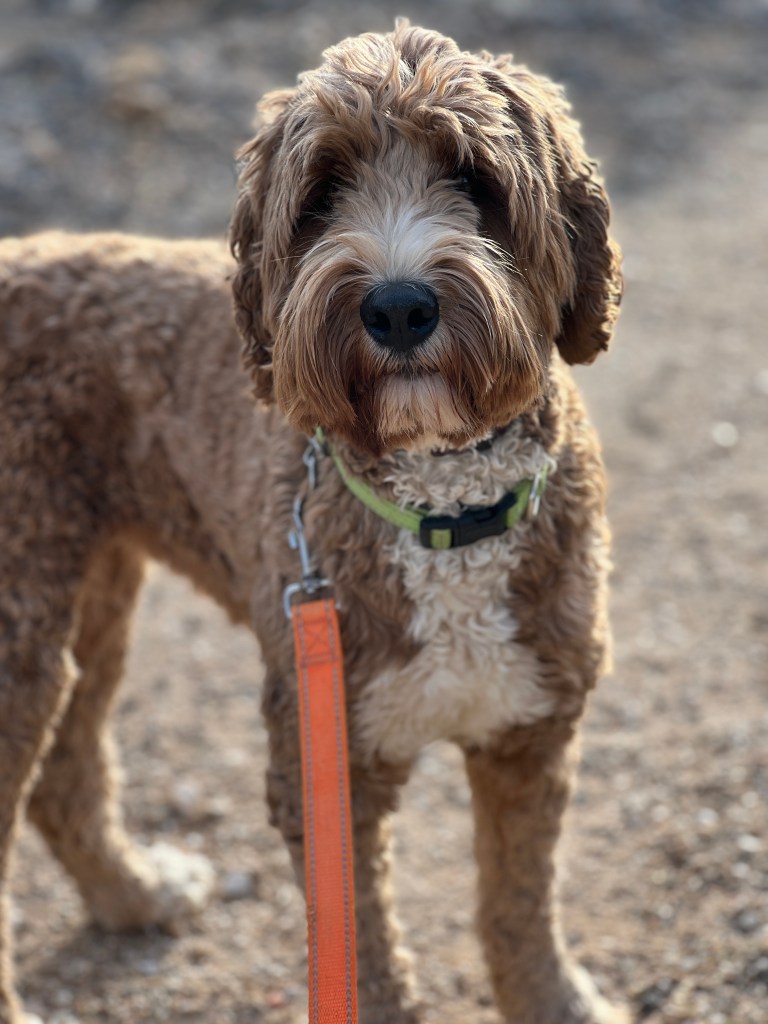 Cherry Valley Australian Labradoodles Cherry Valley Australian ...
